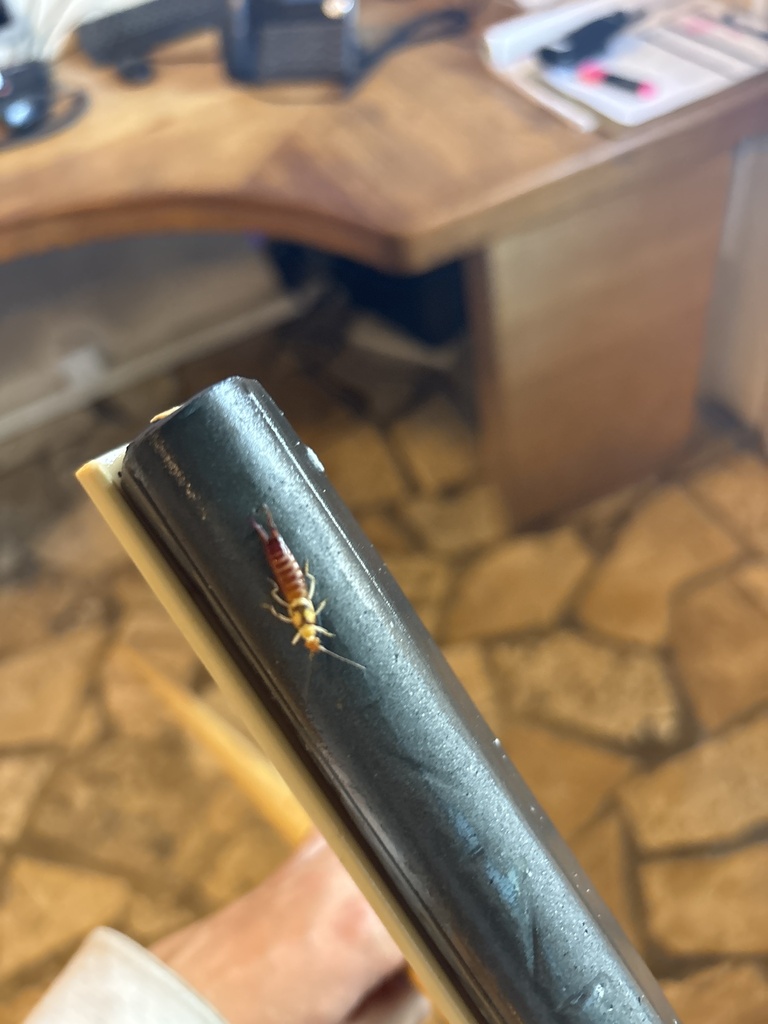 Desert Earwig from 1101 כביש, שיטים, מחוז הדרום, IL on May 5, 2025 at ...