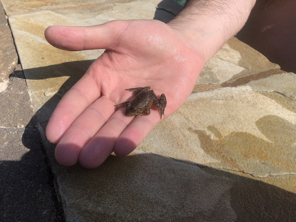 American Bullfrog from Overview Ct, Roswell, GA, US on September 1 ...