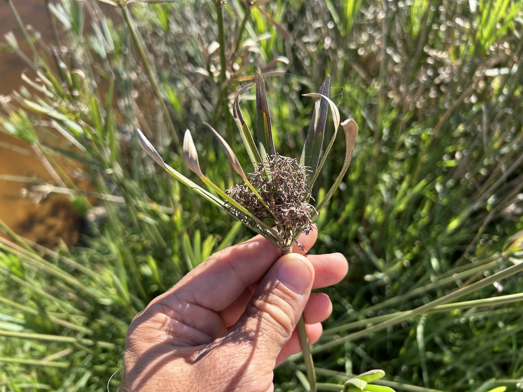 Mat Sedge from Slangrivier, South Africa on May 4, 2025 at 02:45 PM by ...