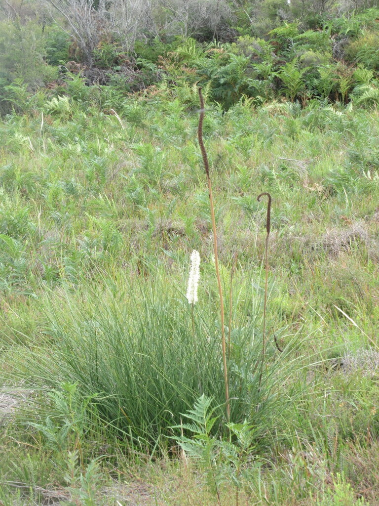 small grass-tree from French Island VIC 3921, Australia on December 27 ...