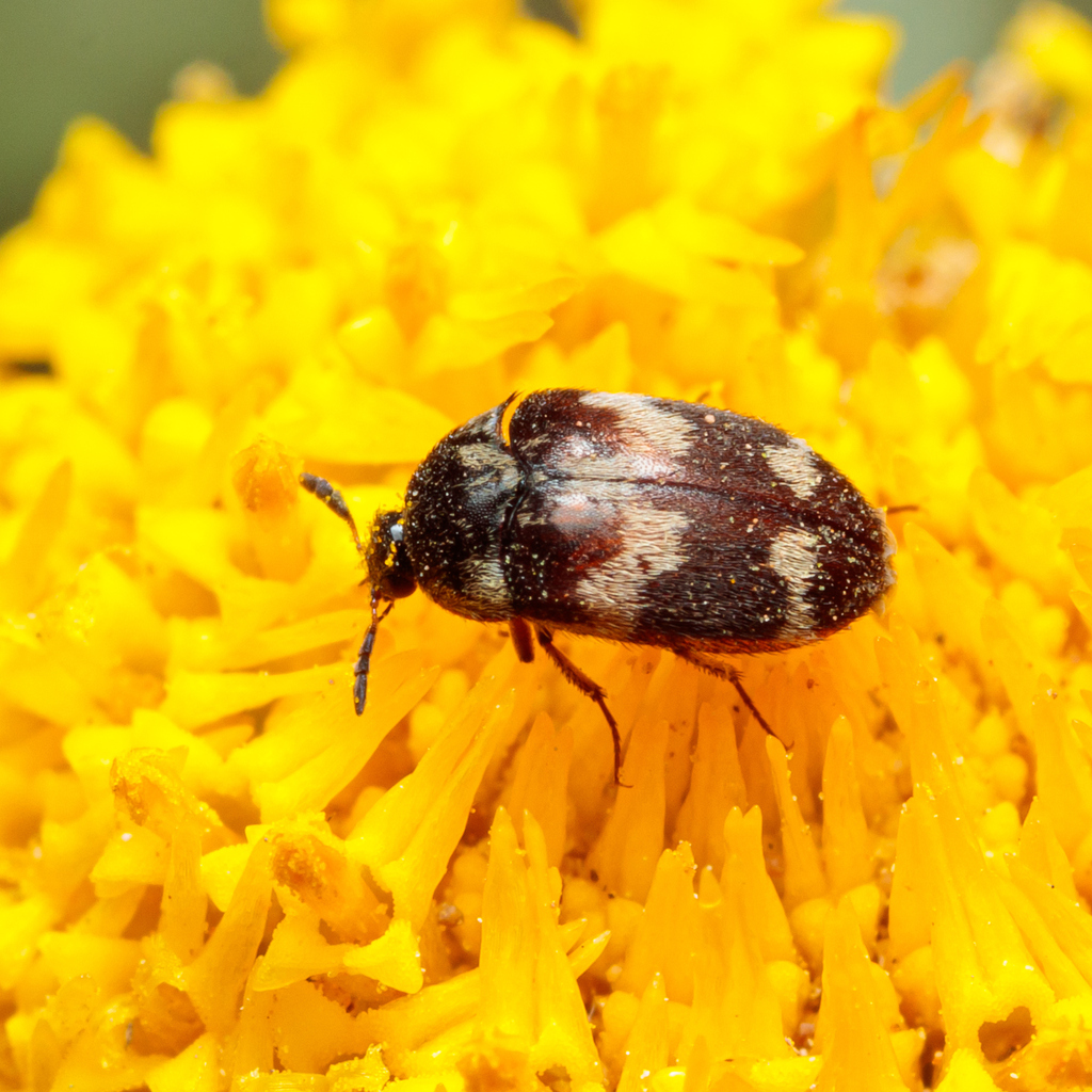 Attagenus distinctus from Plage Sfirat on May 2, 2025 at 01:32 PM by ...