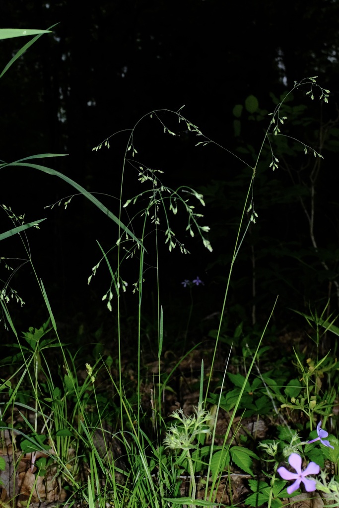 Wolf's Bluegrass from Phelps County, MO, USA on May 4, 2025 at 05:06 PM ...