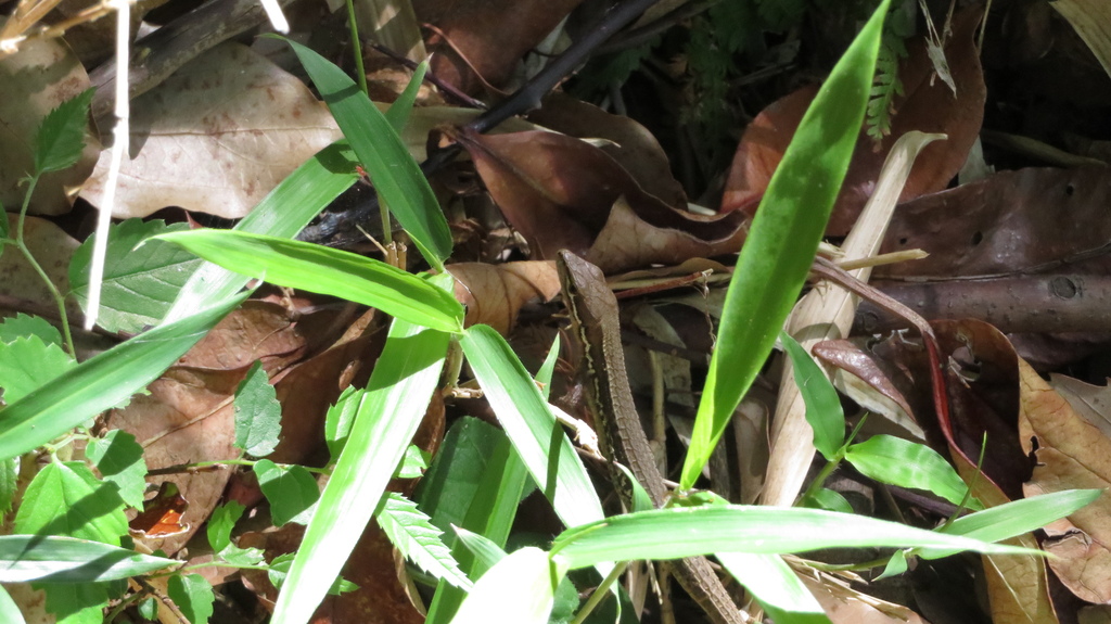 Japanese Grass Lizard from Minamino, Shijonawate, Osaka 575-0022, Japan ...