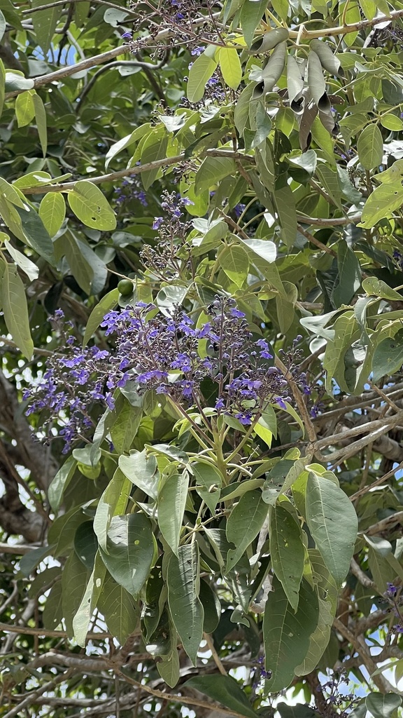 Vitex gaumeri in May 2025 by axelvasquez20 · iNaturalist