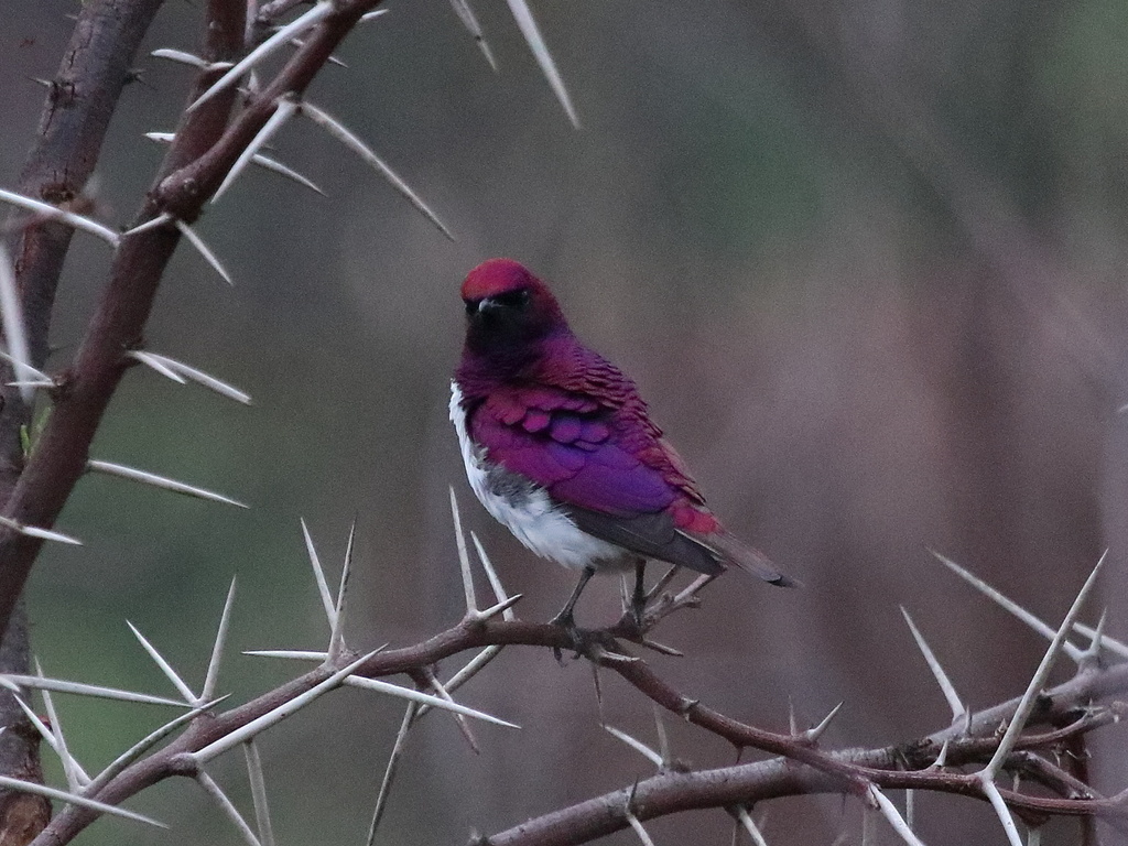 Plum-colour Starling from Pilanesberg National Park, South Africa on ...