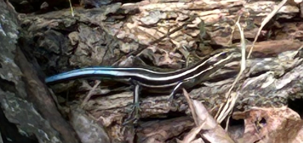 Common Five-lined Skink from Mint Hill, NC, US on May 4, 2025 at 02:56 ...