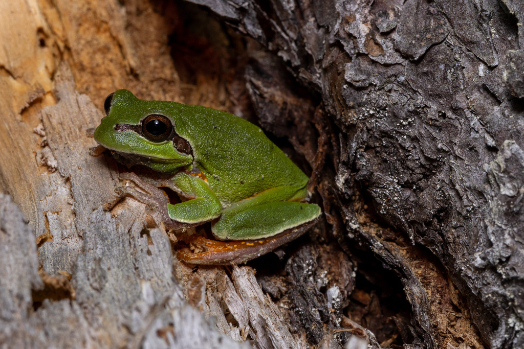 Pine Barrens Treefrog in May 2025 by Riley Stanton · iNaturalist