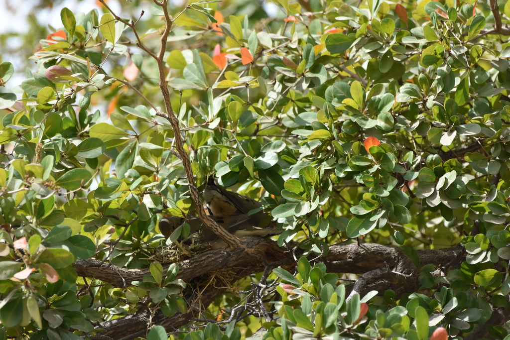 Mourning Dove from Carlos Lineo 1955-2019, Burócrata, 80030 Culiacán ...