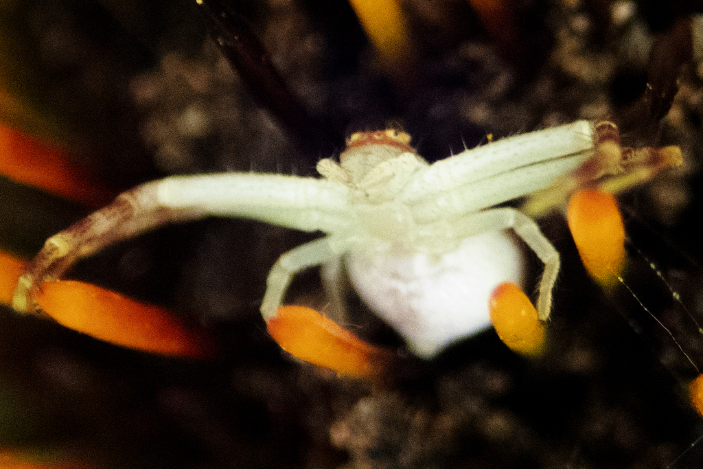 Misumenini from Shepard Settlement, Onondaga County, NY, USA on ...