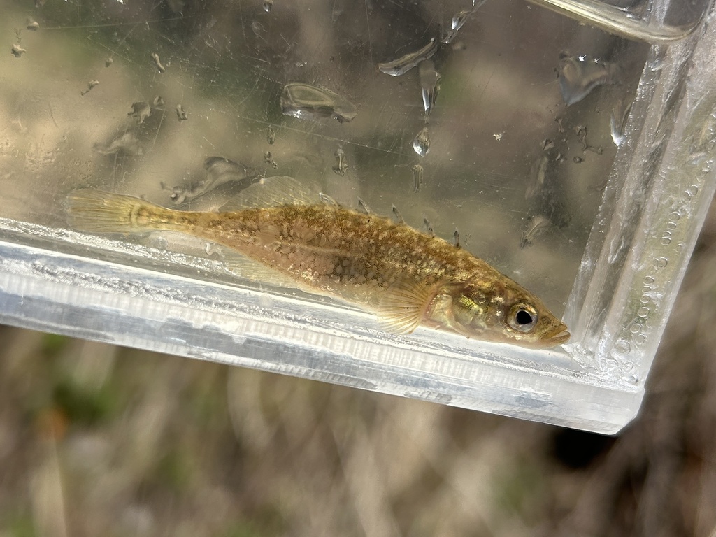 Brook Stickleback from South St, Sault Ste. Marie, MI, US on May 05 ...