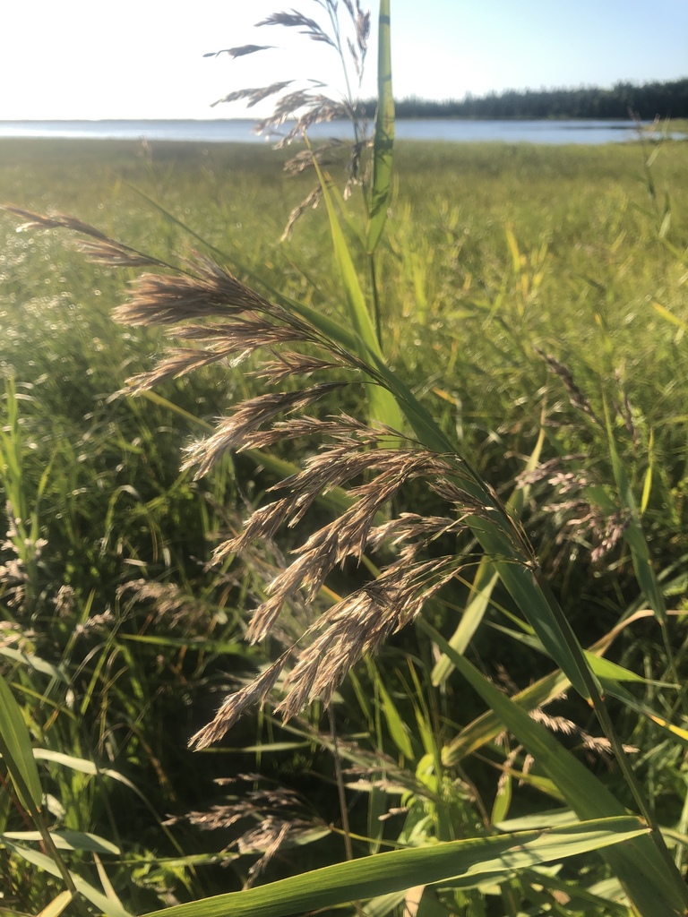 American common reed from Kouchibouguac National Park, Carleton, NB, CA ...