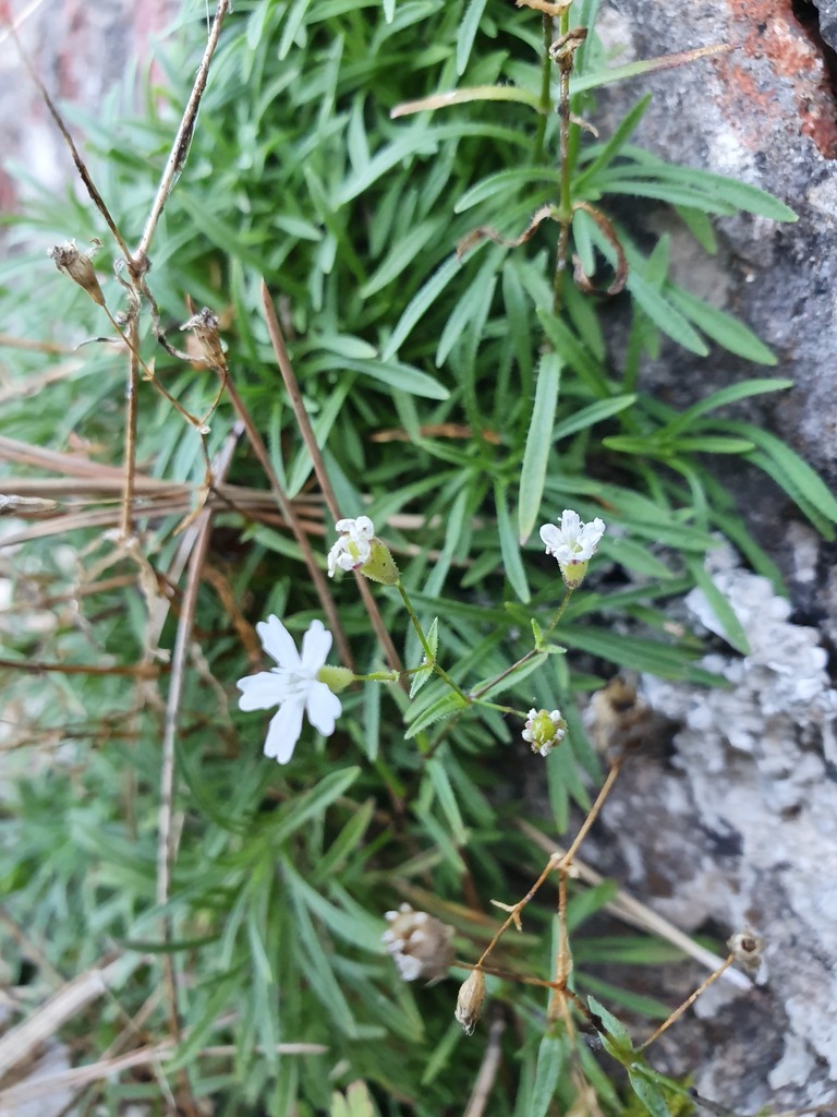 (Heliosperma pusillum monachorum) - Botanical Realm