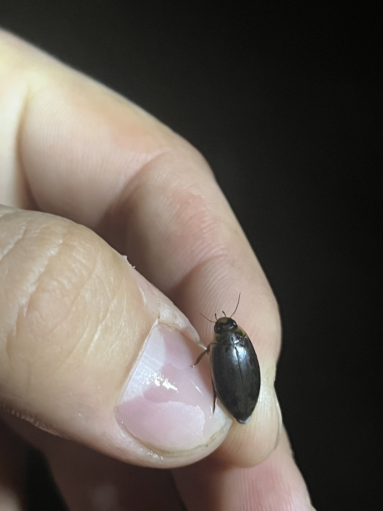 Double-marked Swimming Beetle from Finland, MN, US on May 4, 2025 at 10 ...
