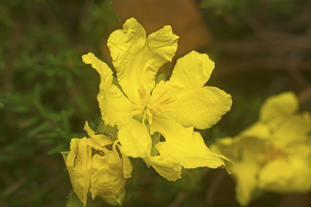 Hairy Guinea-flower from Freshwater national park on September 1, 2019 ...