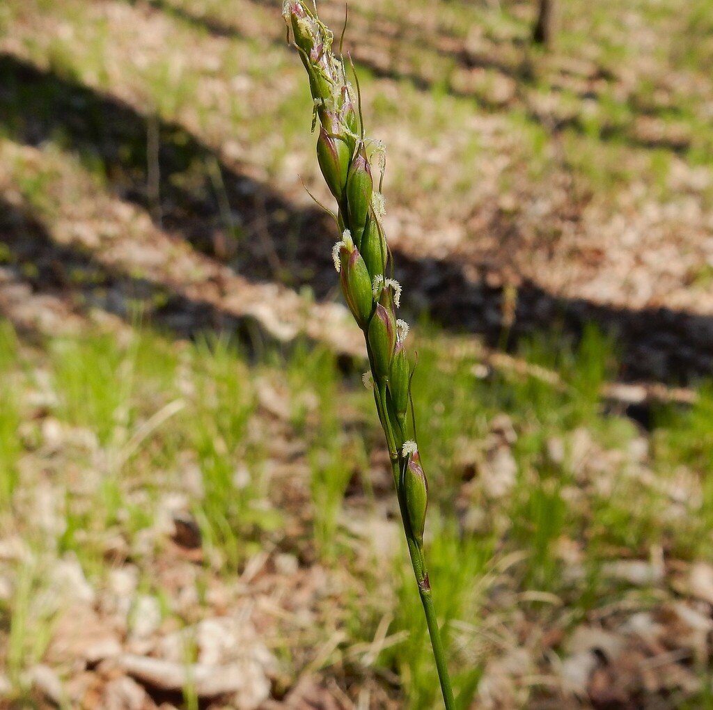 White-grained Mountain-ricegrass from Neillsville, WI 54456, USA on May ...