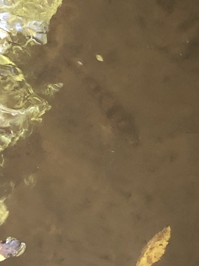 Northern Hog Sucker from William B. Bankhead National Forest, Moulton ...