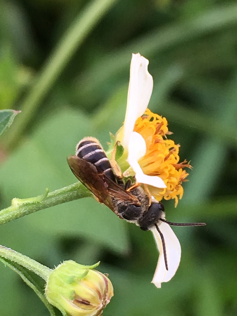 Poey's Furrow Bee in September 2019 by Jade Fortnash. a native bee ...