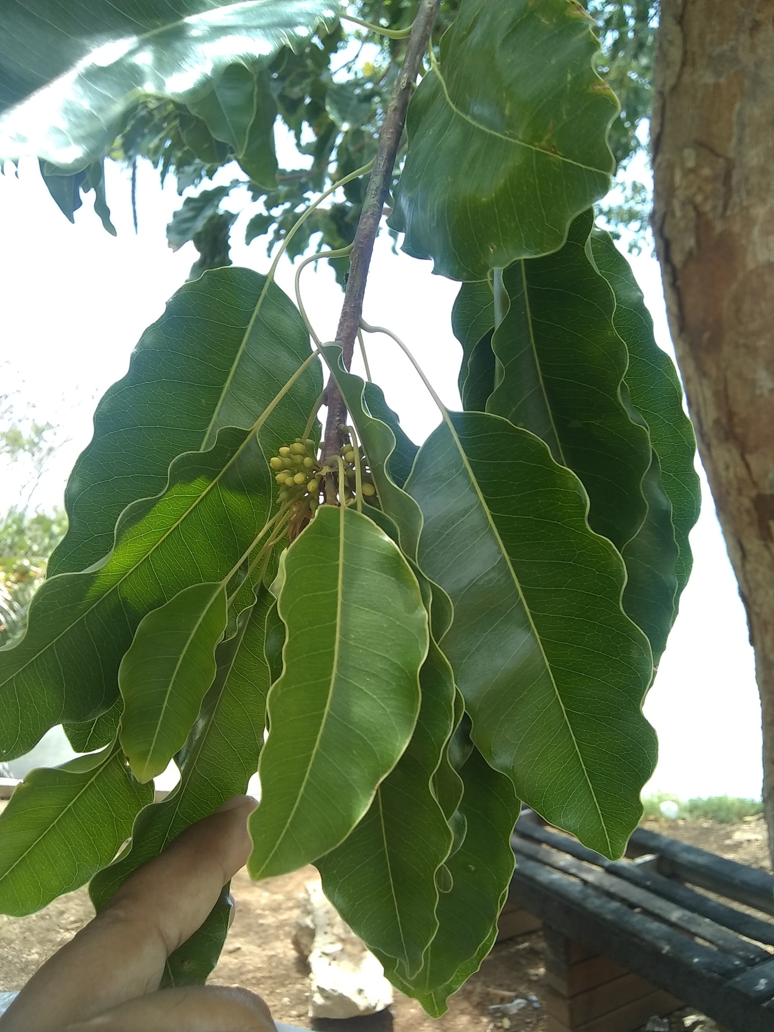 Sideroxylon capiri (A.DC.) Pittier