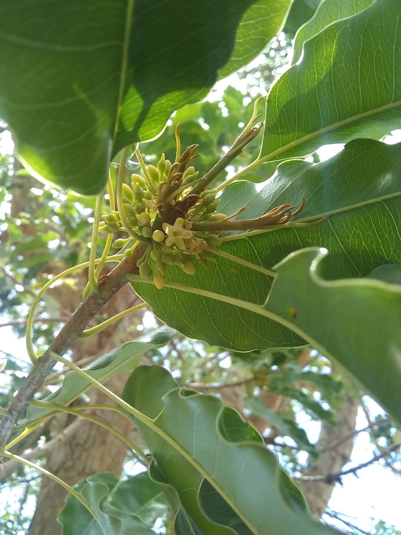 Sideroxylon capiri (A.DC.) Pittier