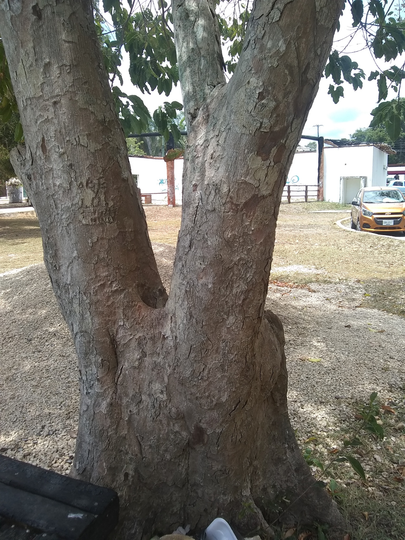 Sideroxylon capiri (A.DC.) Pittier