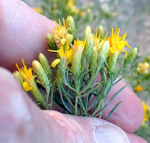 Grand Canyon Goldenweed (Ericameria arizonica) · iNaturalist