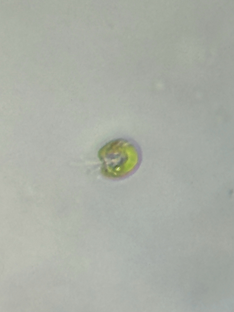 (Chlorodendrophyceae) - Botanical Realm