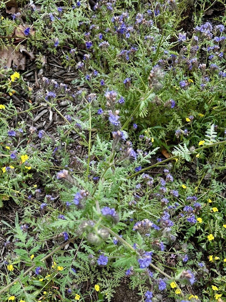 distant phacelia from Lower Arroyo Park Area, Pasadena, CA, US on May 5 ...