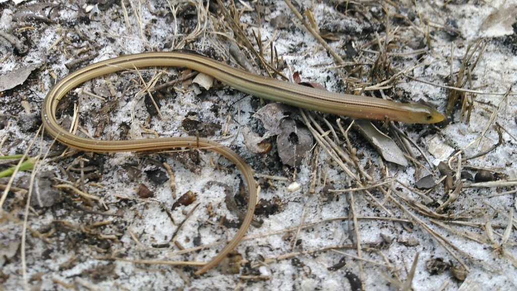 Island Glass Lizard from Port St Joe, FL 32456, USA on September 1 ...