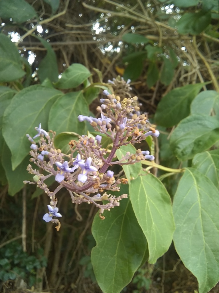 Vitex gaumeri in September 2019 by Luis Humberto Vicente-Rivera ...