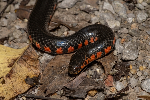Western Mudsnake (Farancia abacura reinwardtii) - Snakes and Lizards