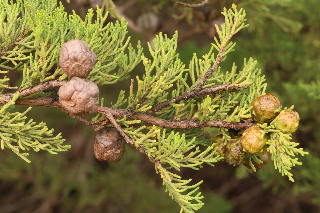 Monterey Cypress (Hesperocyparis macrocarpa) - Botanical Realm