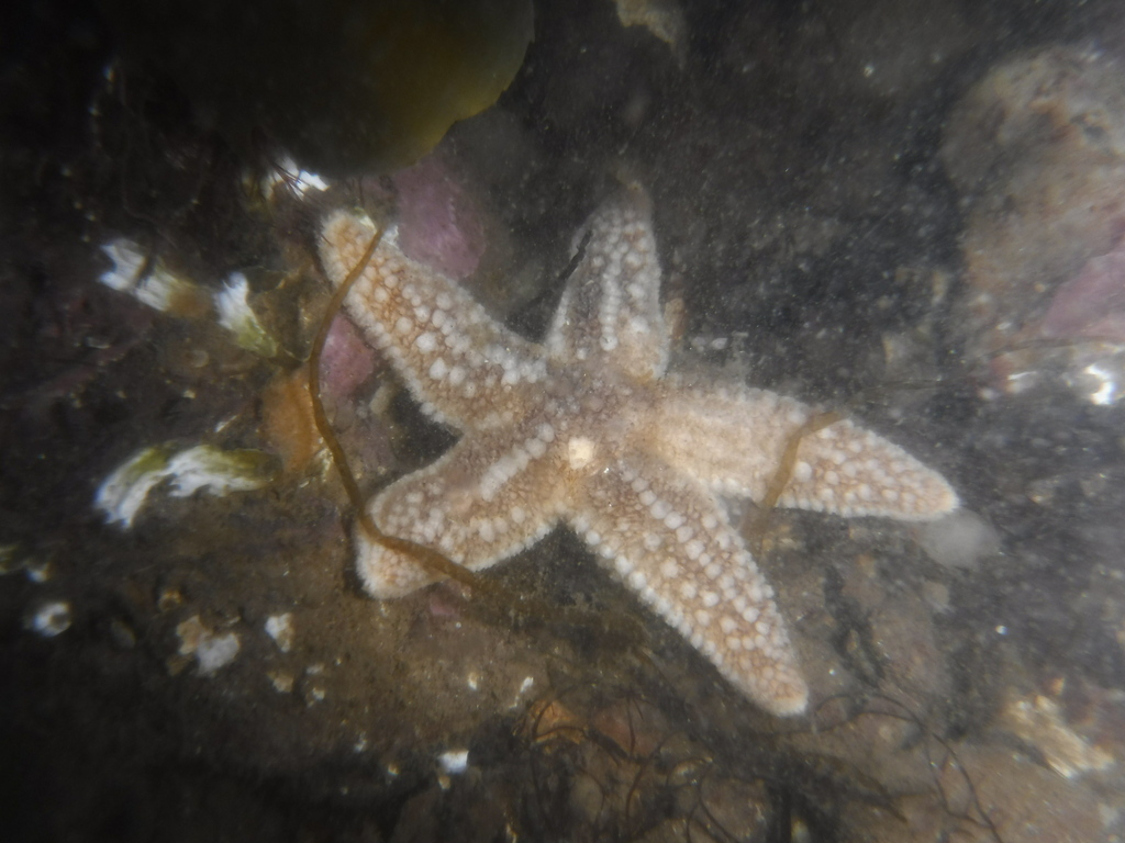 Common Sea Star from North Ayrshire Council, UK on June 10, 2019 at 12:06 PM by Angus J Lothian ...