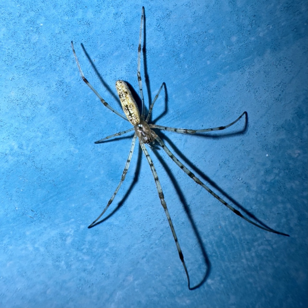 Elongate Stilt Spider from Alvin, TX, US on May 05, 2025 at 04:10 PM by ...
