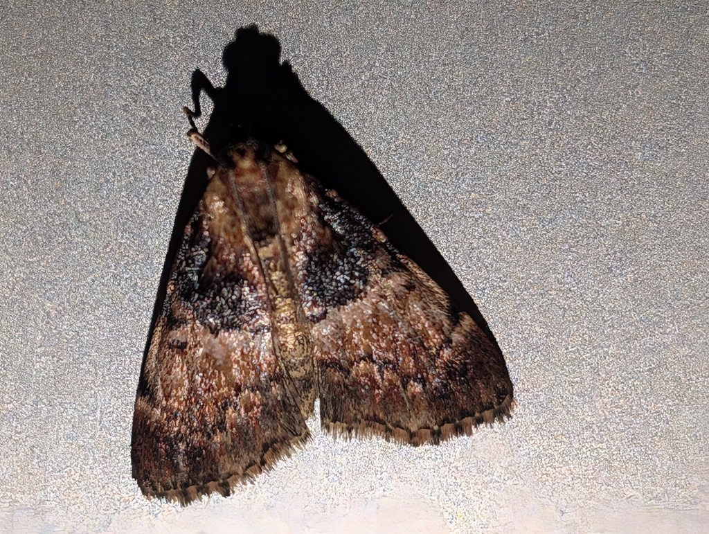Teatree Web Moth from Maroubra, NSW, Australia on May 5, 2025 at 07:51 ...