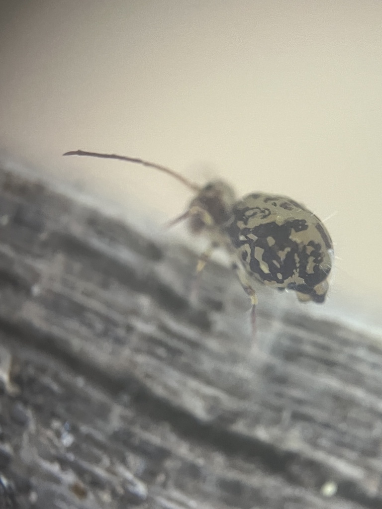 Ptenothrix maculosa from 66th Ln S, Seattle, WA, US on May 5, 2025 at ...