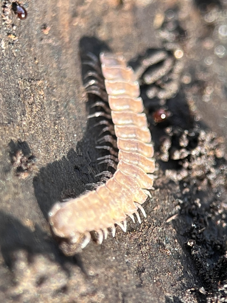Polydesmus in May 2025 by chip · iNaturalist
