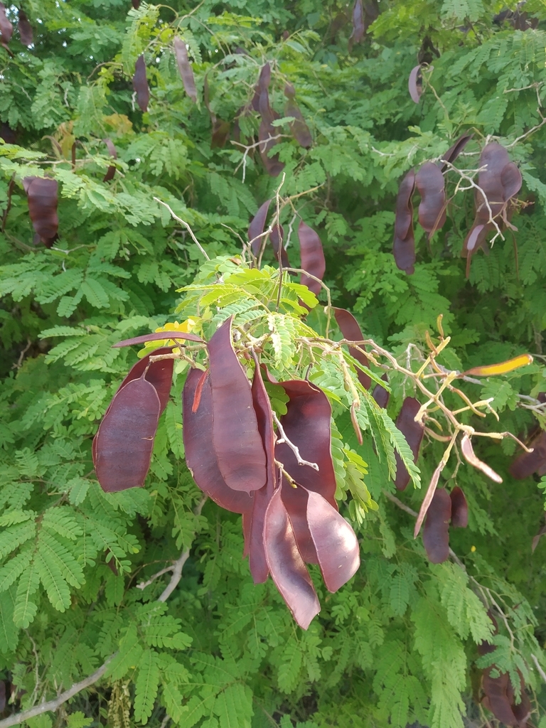 Senegalia gaumeri in September 2019 by Luis Trinchan · iNaturalist
