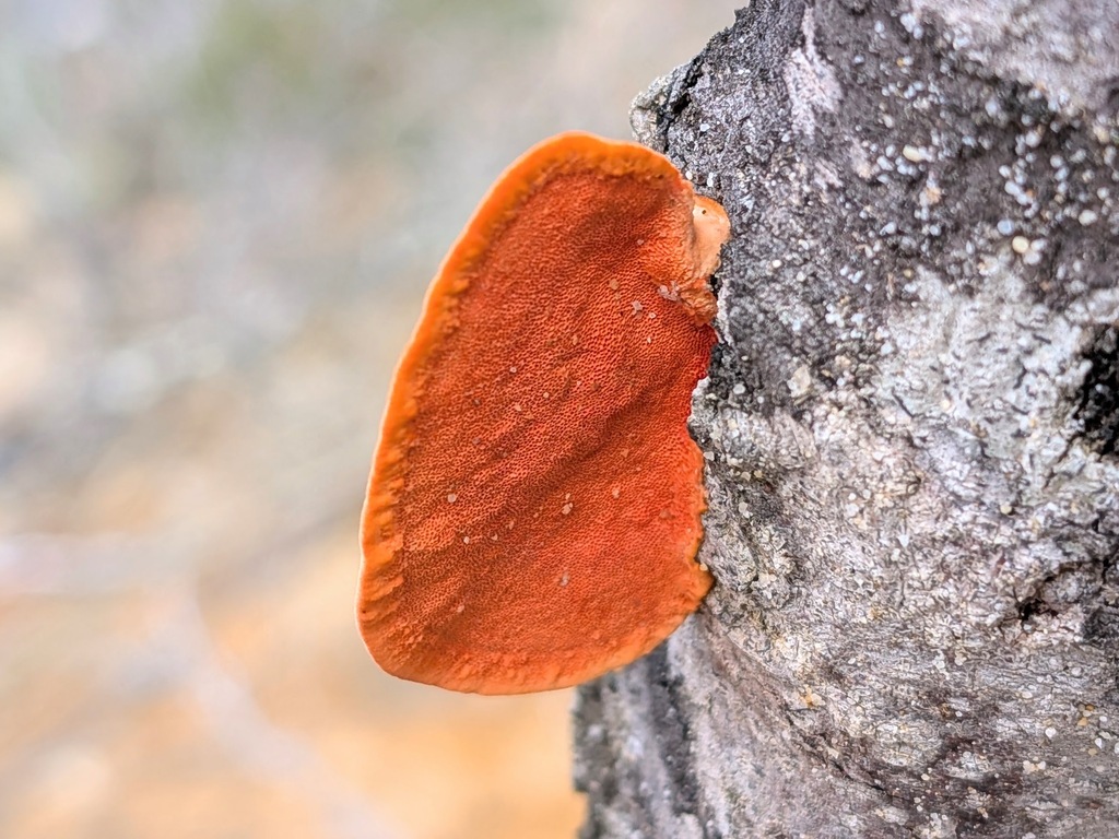 Southern Cinnabar Polypore from Central Coast NSW, Australia on May 04 ...