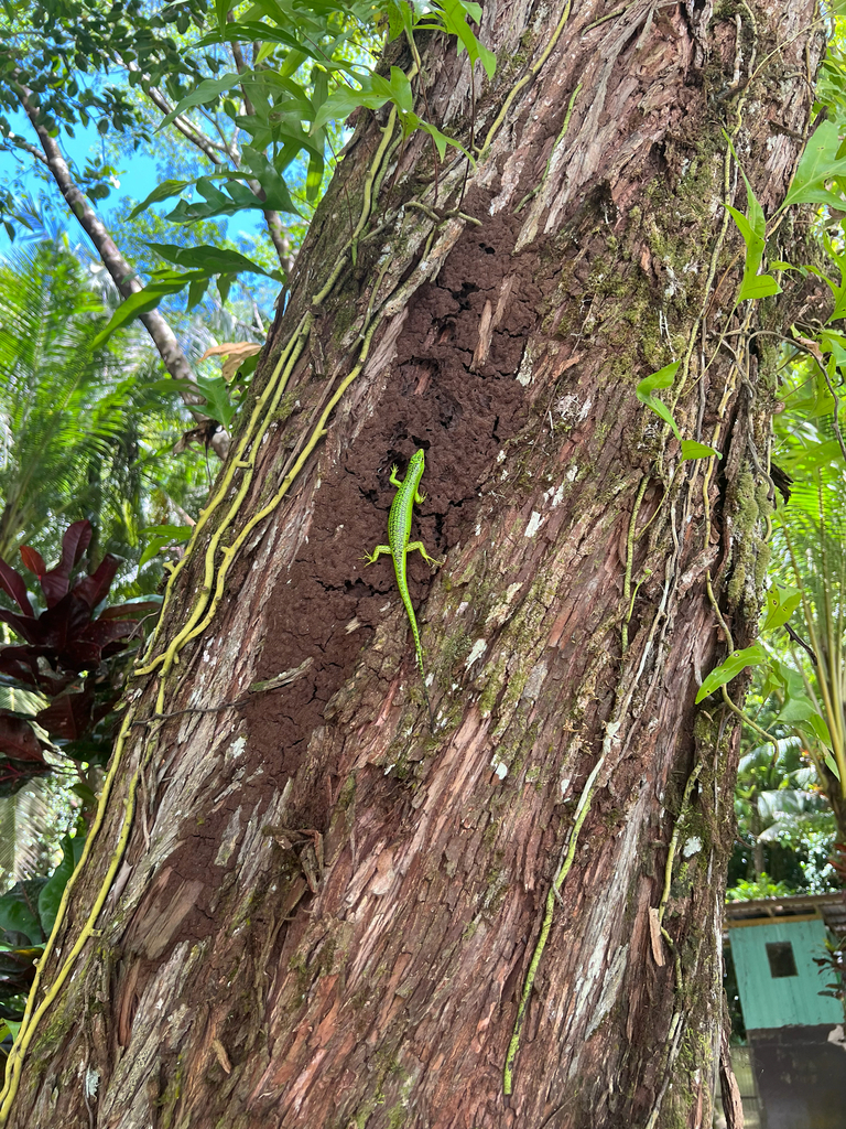 Emerald Tree Skink from Palau, PW on March 28, 2025 at 12:55 PM by ...