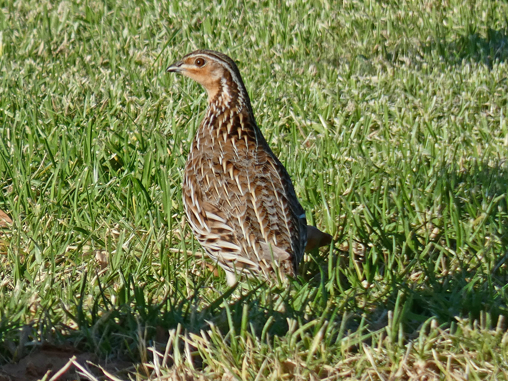 Stubble Quail from Flemington Racecourse, Epsom Road, Flemington VIC ...