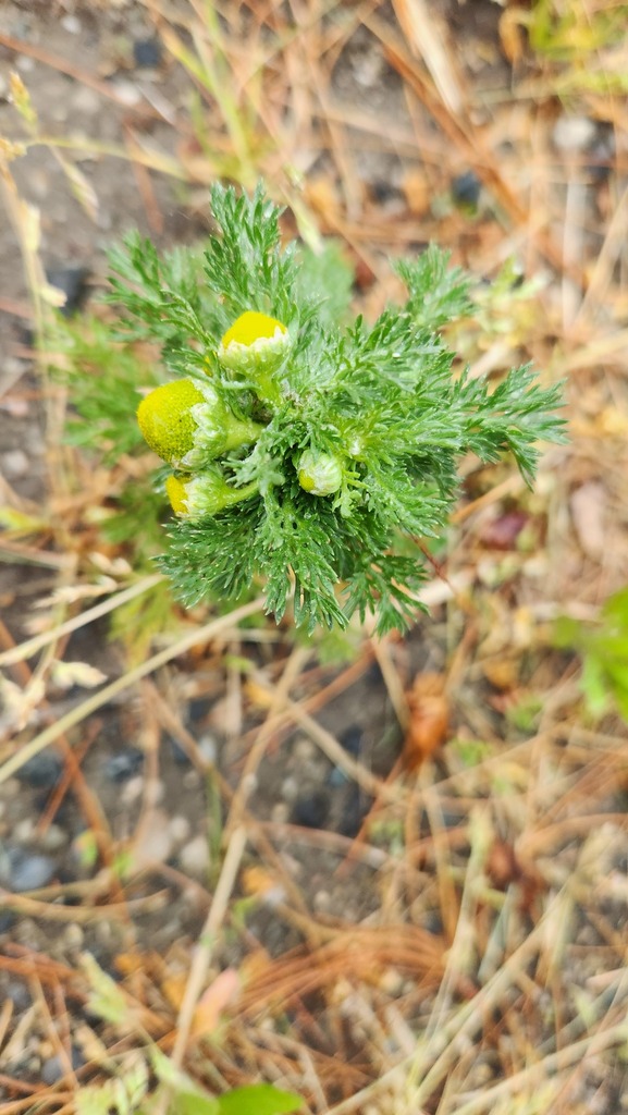 pineapple-weed from Kent County, MD, USA on May 04, 2025 at 10:25 AM by ...