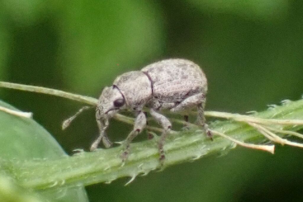 Ground Weevils from Klaserie PNR, HQ, Ehlanzeni District Municipality ...