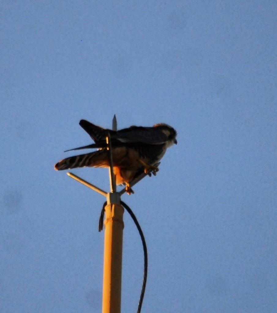 Aplomado Falcon from UnB - Brasília, DF, Brazil on May 3, 2025 at 10:49 ...