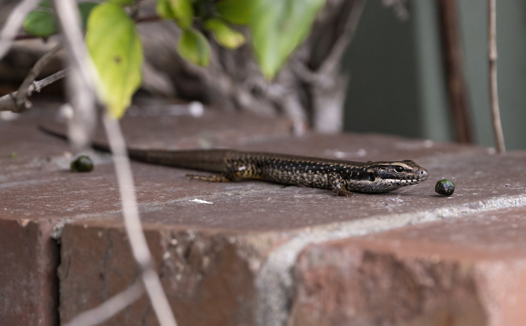Southern Water Skink from Green Cape NSW 2551, Australia on March 16, 2025 at 11:54 AM by David ...