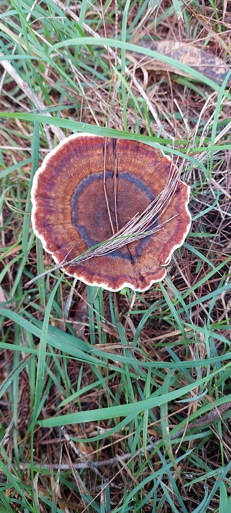 red-staining stalked polypore in May 2025 by larahen · iNaturalist ...