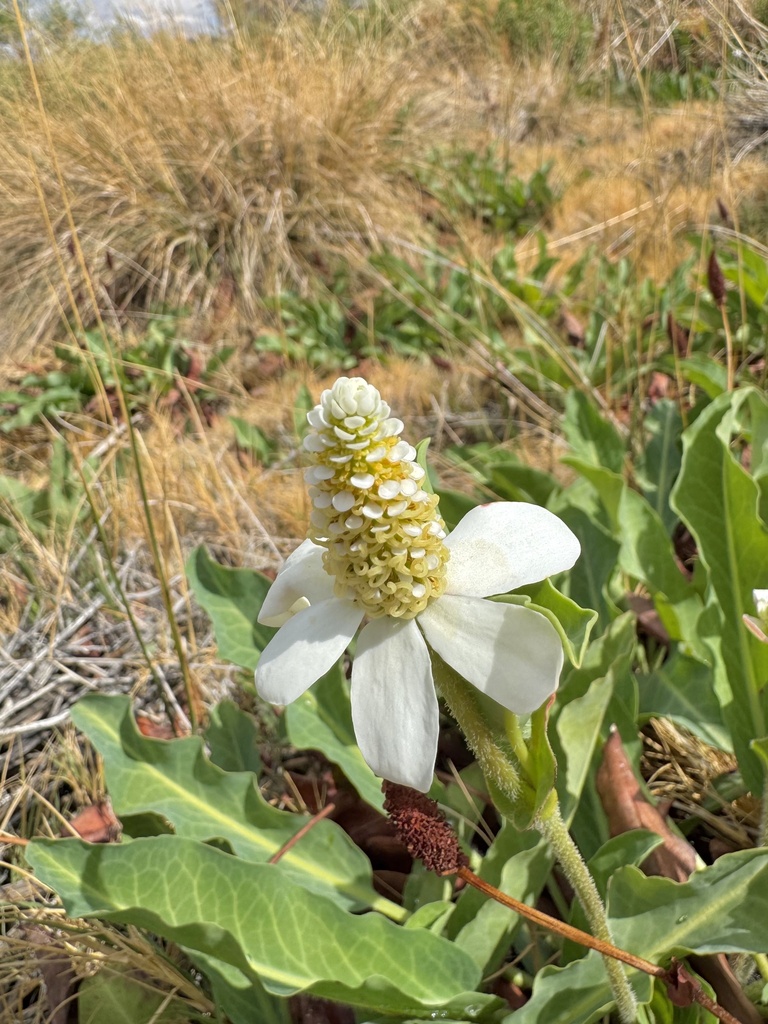 Yerba Mansa in May 2025 by desertsolitude · iNaturalist