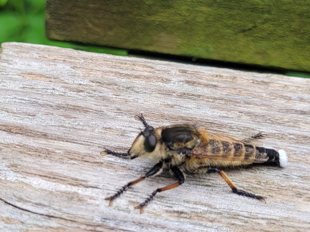 Promachus yesonicus from Senribanpakukoen, Suita, Osaka 565-0826, Japan ...