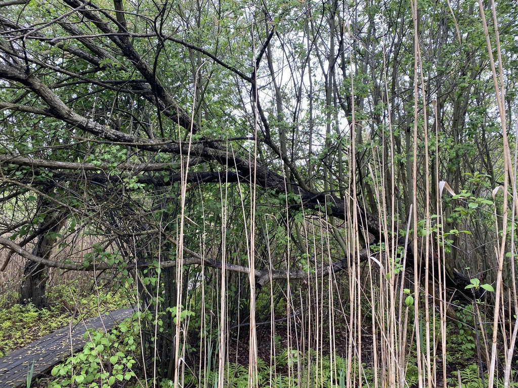 Rusty Willow from East Pond, New York, NY, US on May 4, 2025 at 03:03 ...