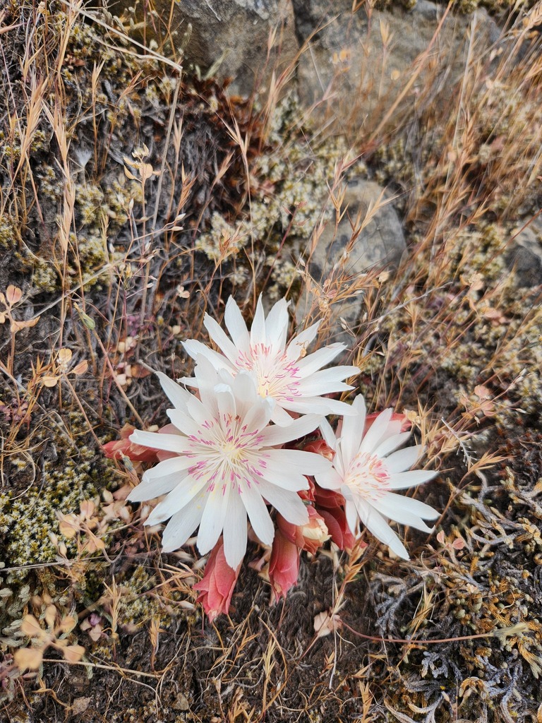 Bitterroot from Klickitat County, US-WA, US on May 3, 2025 at 11:40 AM ...