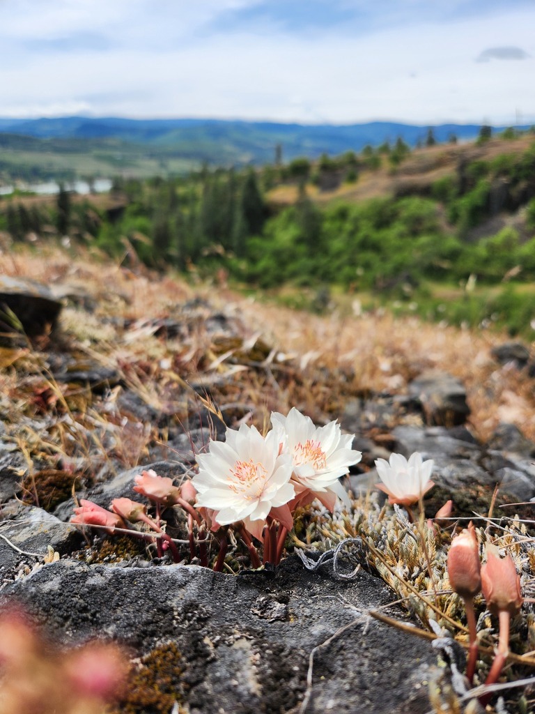 Bitterroot from Klickitat County, US-WA, US on May 3, 2025 at 12:40 PM ...